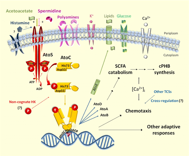 Signal transduction and adaptive regulation through bacterial two ...