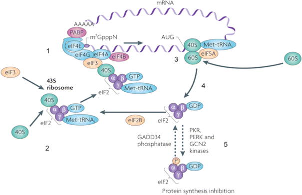 Translational control of eIF5A in various diseases | SpringerLink