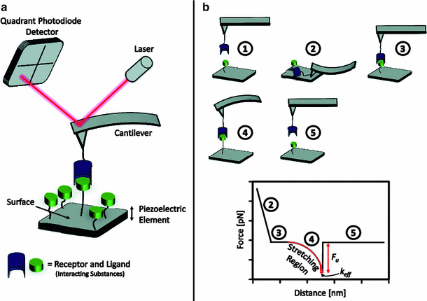 Analysis of DNA interactions using single-molecule force spectroscopy ...