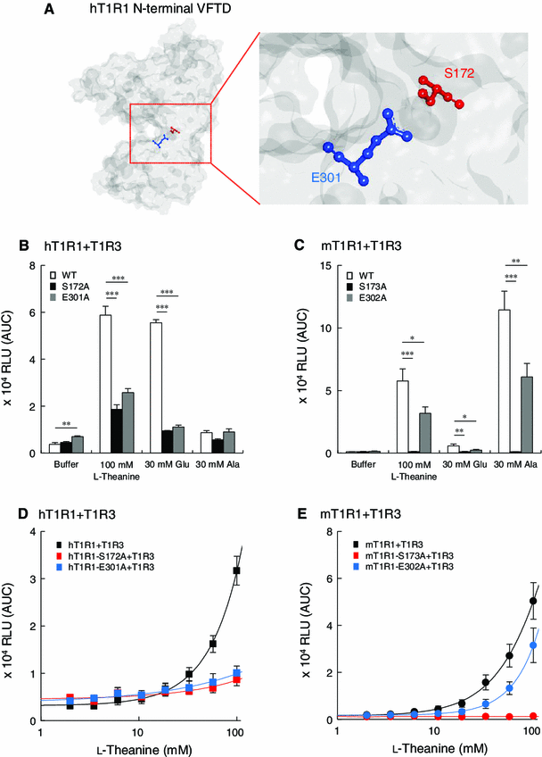 l-Theanine e licits umami taste via the T1R1 + T1R3 umami taste ...