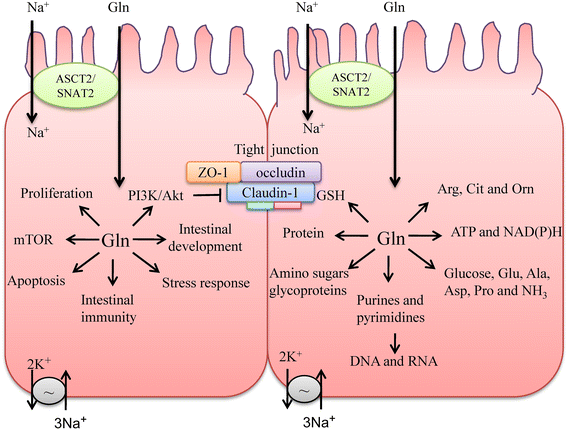 Glutamine and intestinal barrier function | SpringerLink