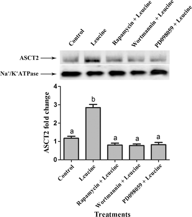 Leucine stimulates ASCT2 amino acid transporter expression in porcine ...