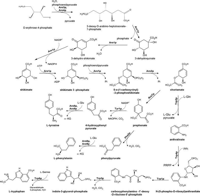 Inhibitors of amino acids biosynthesis as antifungal agents | SpringerLink