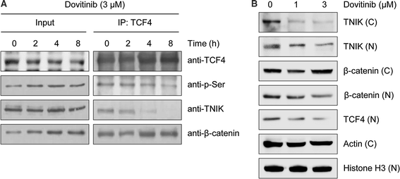 Traf2- and Nck-interacting kinase (TNIK) is involved in the anti-cancer ...
