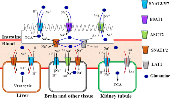 The glutamine-alpha-ketoglutarate (AKG) metabolism and its nutritional ...