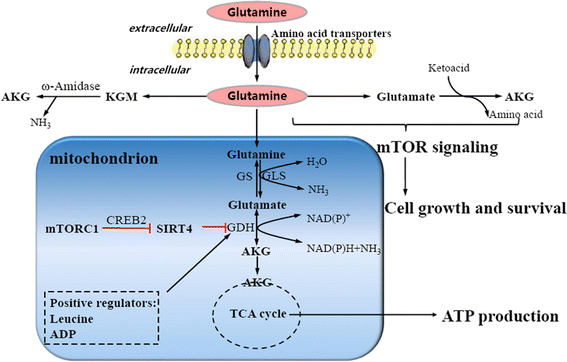 The glutamine-alpha-ketoglutarate (AKG) metabolism and its nutritional ...