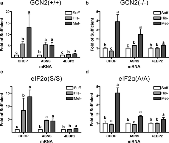 GCN2- and eIF2α-phosphorylation-independent, but ATF4-dependent ...