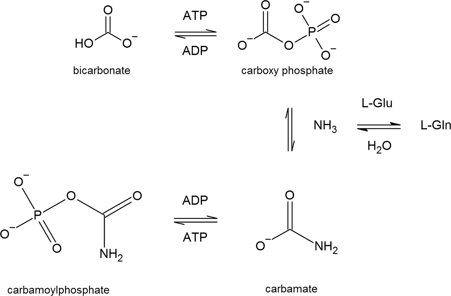 Regulation of carbamoylphosphate synthesis in Escherichia coli: an ...