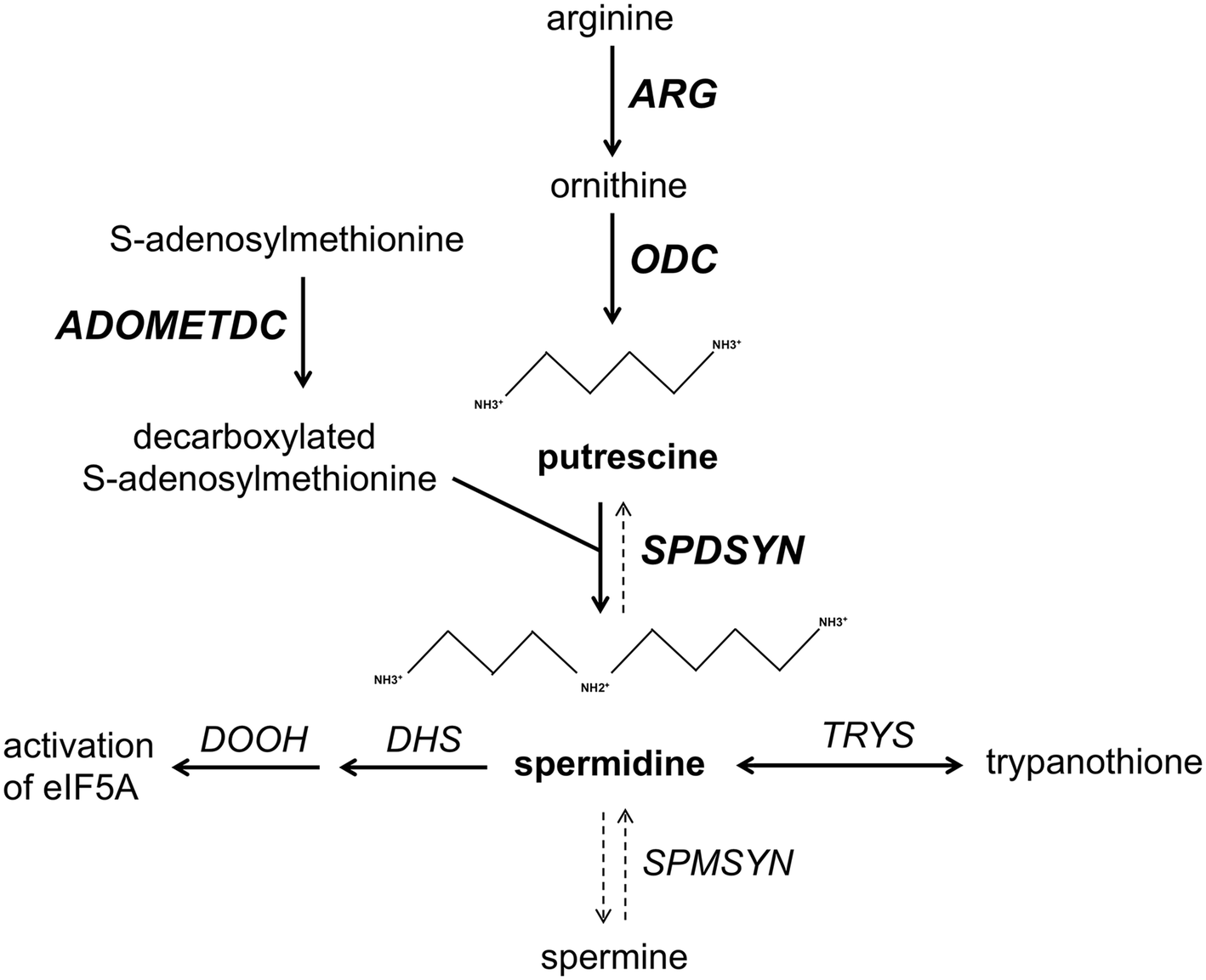 Critical functions of the polyamine putrescine for proliferation and ...