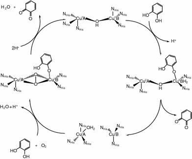 Structural and spectroscopic studies of a model for catechol oxidase | SpringerLink