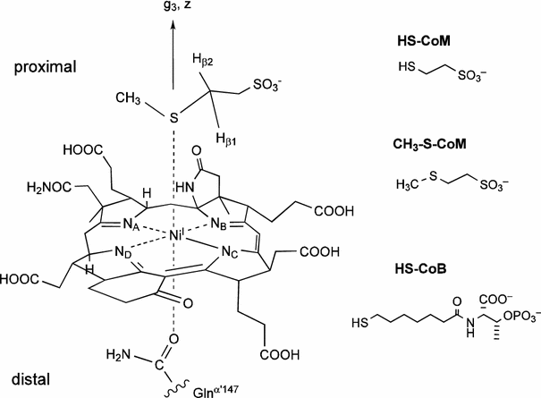 Coordination and binding geometry of methyl-coenzyme M in the red1m ...
