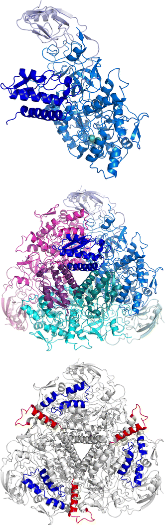 The crystal structure of Sporosarcina pasteurii urease in a complex ...