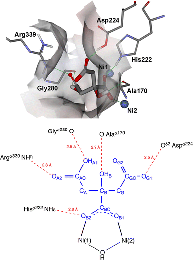 The crystal structure of Sporosarcina pasteurii urease in a complex ...