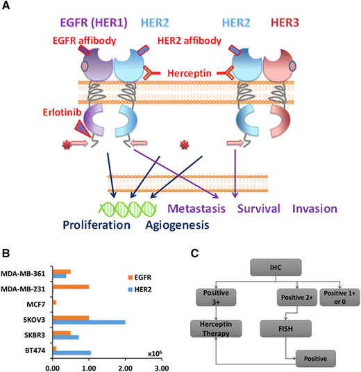 Molecular imaging of EGFR/HER2 cancer biomarkers by protein MRI ...