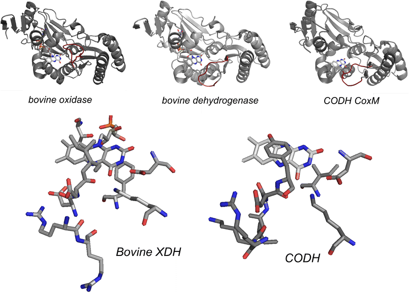 The aerobic CO dehydrogenase from Oligotropha carboxidovorans ...