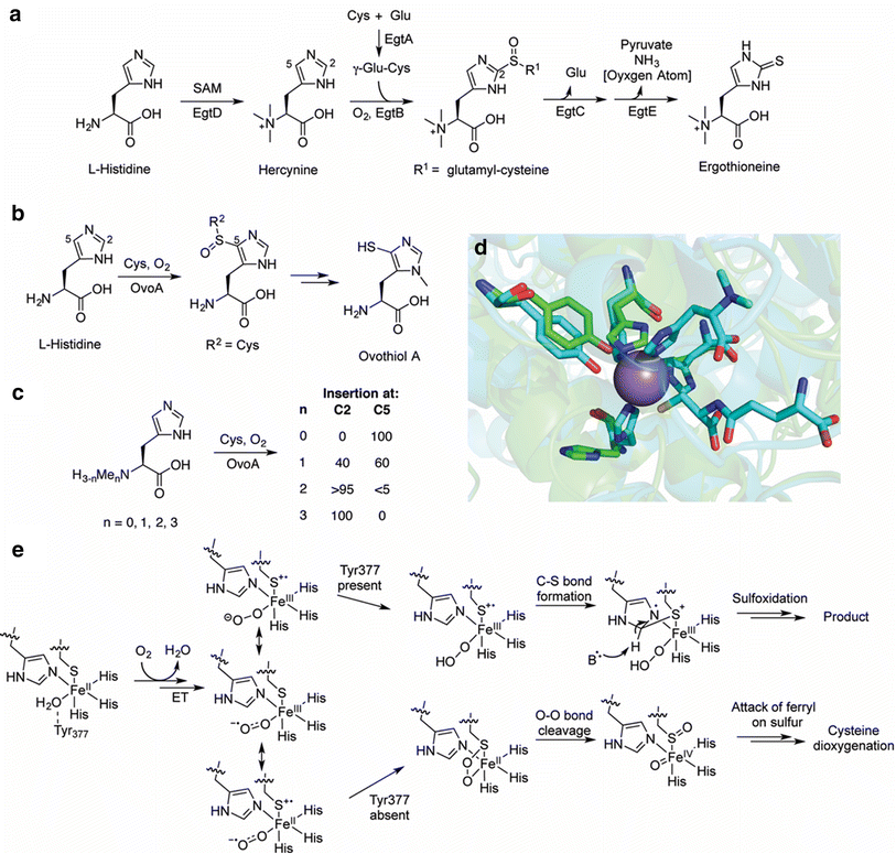 Go it alone: four-electron oxidations by mononuclear non-heme iron ...