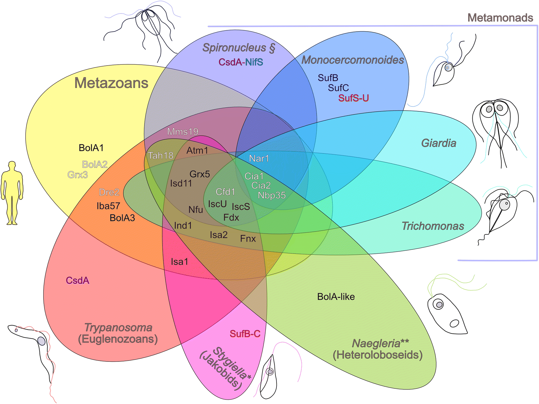 Fe–S cluster assembly in the supergroup Excavata | SpringerLink