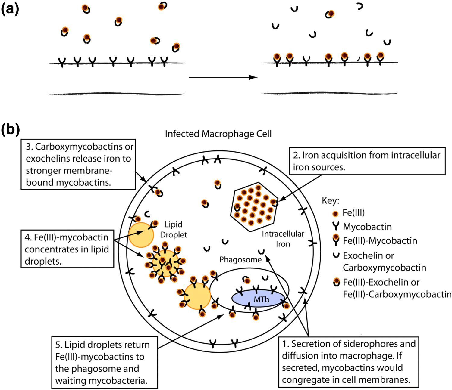 A reevaluation of iron binding by Mycobactin J | SpringerLink