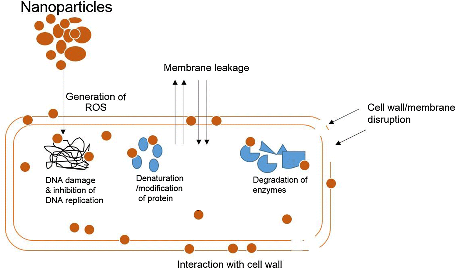 Potential applications of engineered nanoparticles in medicine and ...