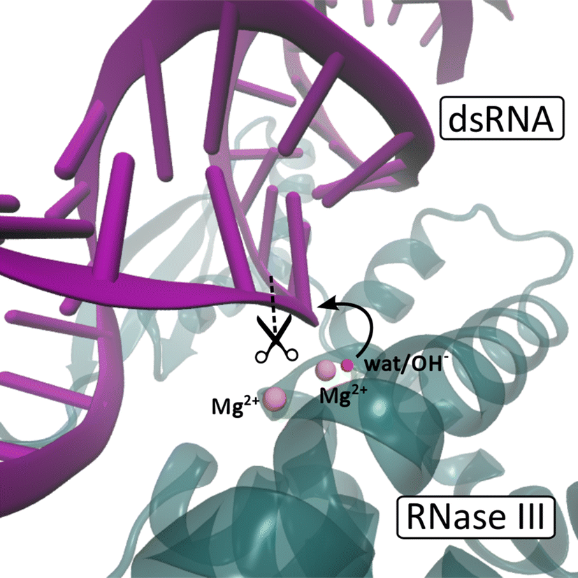 Study of the role of Mg2+ in dsRNA processing mechanism by bacterial ...