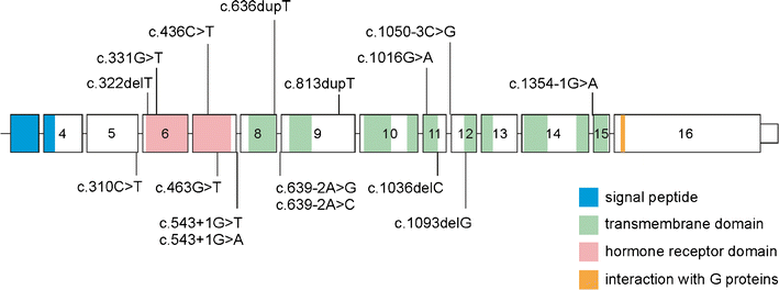 Expanding the spectrum of PTH1R mutations in patients with primary ...