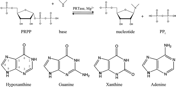 Specificities and pH profiles of adenine and hypoxanthine–guanine ...