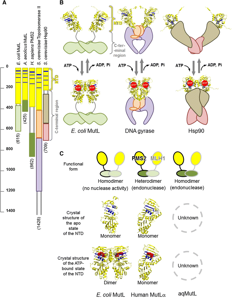 Small-angle X-ray scattering analysis reveals the ATP-bound monomeric ...