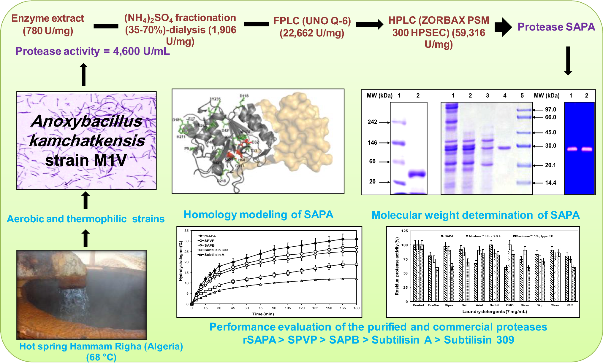 Identification of a novel protease from the thermophilic Anoxybacillus ...