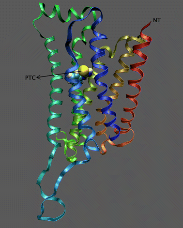 Modeling the human PTC bitter-taste receptor interactions with bitter ...