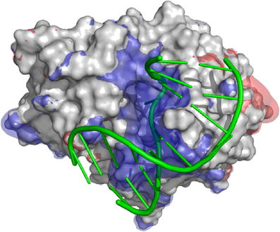 Electrostatic interactions play an essential role in DNA repair and ...