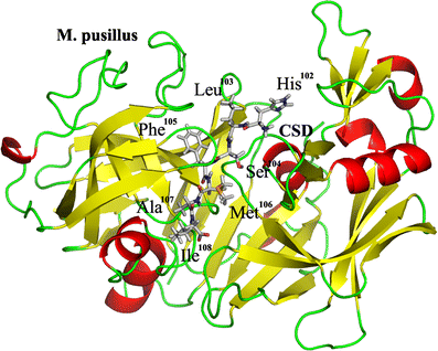 Stucture of the complex between Mucor pusillus pepsin and the key ...