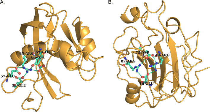 Salt-bridge networks within globular and disordered proteins ...