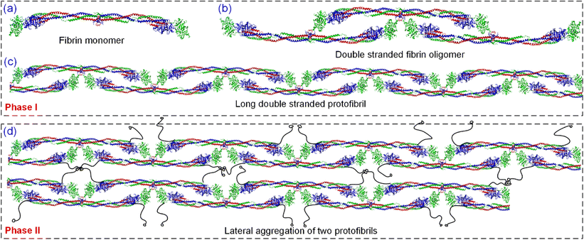 Coarse-grained molecular dynamics simulations of fibrin polymerization ...