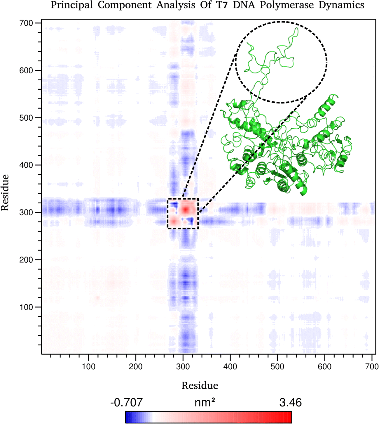 Insights into the structural dynamics of the bacteriophage T7 DNA ...
