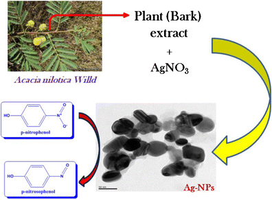 Green biosynthesis of silver nano particles and nanomolar detection of ...