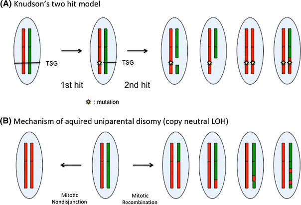 Loss of heterozygosity analysis in malignant gliomas | SpringerLink