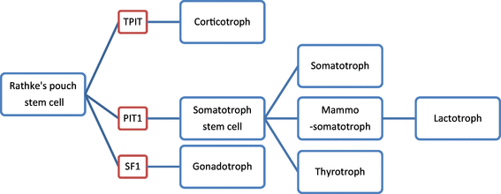 The 2017 WHO classification of pituitary adenoma: overview and comments ...