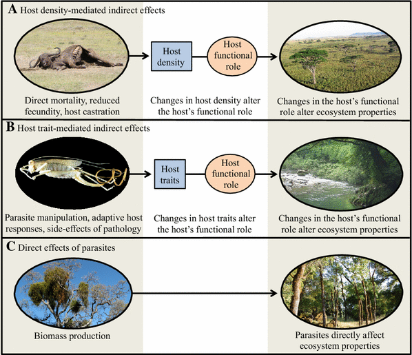 Disease Ecology Meets Ecosystem Science | SpringerLink