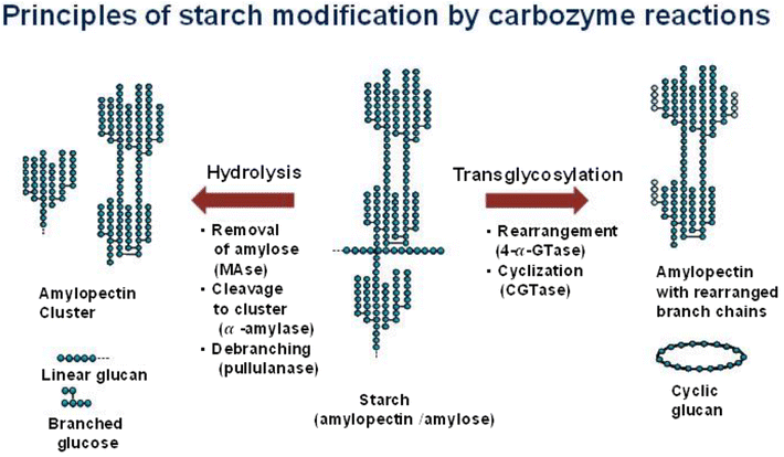Properties and applications of starch modifying enzymes for use in the ...