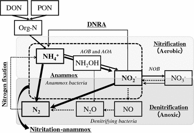 Presence and detection of anaerobic ammonium-oxidizing (anammox ...