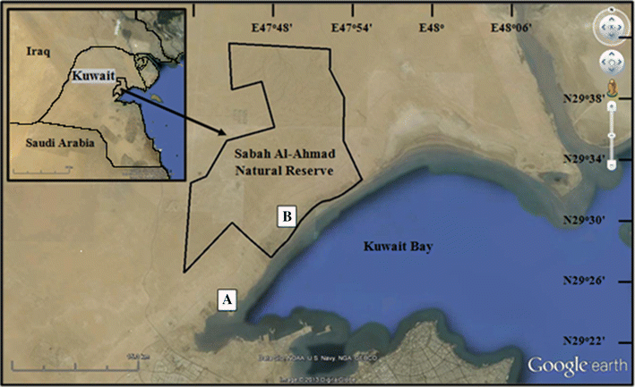Species richness, structure, and conservation of Nitraria retusa ...