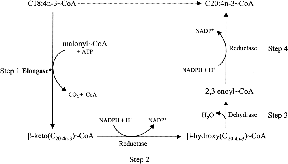 Zebrafish cDNA Encoding Multifunctional Fatty Acid Elongase Involved in ...