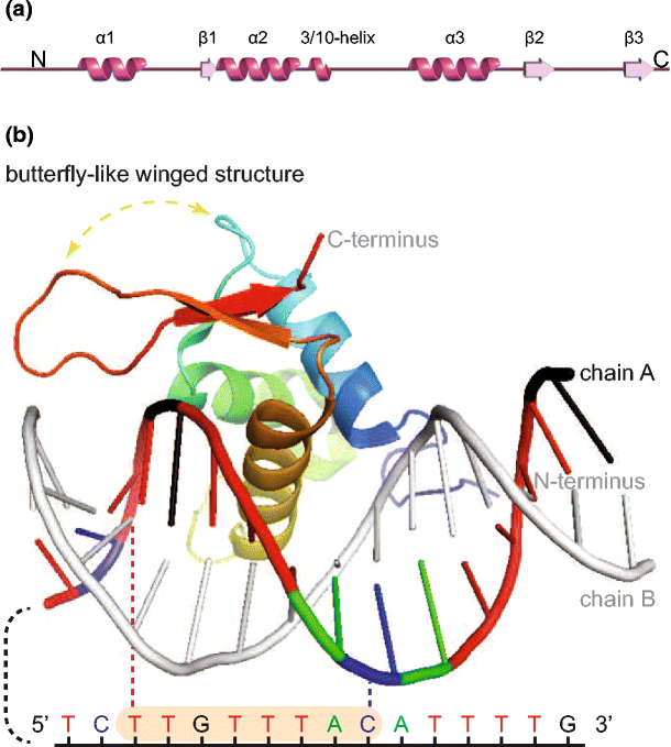 Genome-wide identification and characterization of Fox genes in the ...