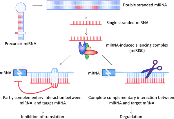 MicroRNAs in endometrial cancer | SpringerLink