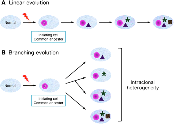 Molecular pathogenesis of multiple myeloma | SpringerLink
