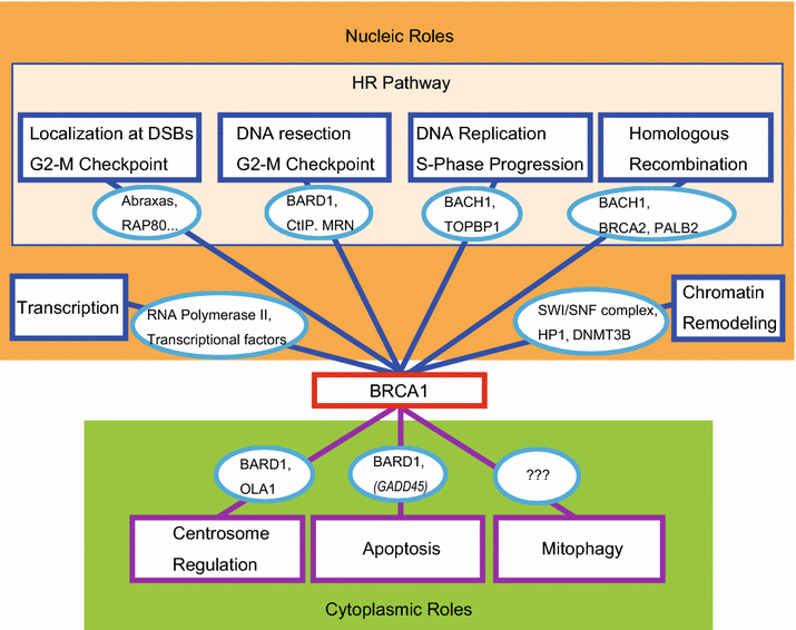 BRCA1 gene: function and deficiency | SpringerLink