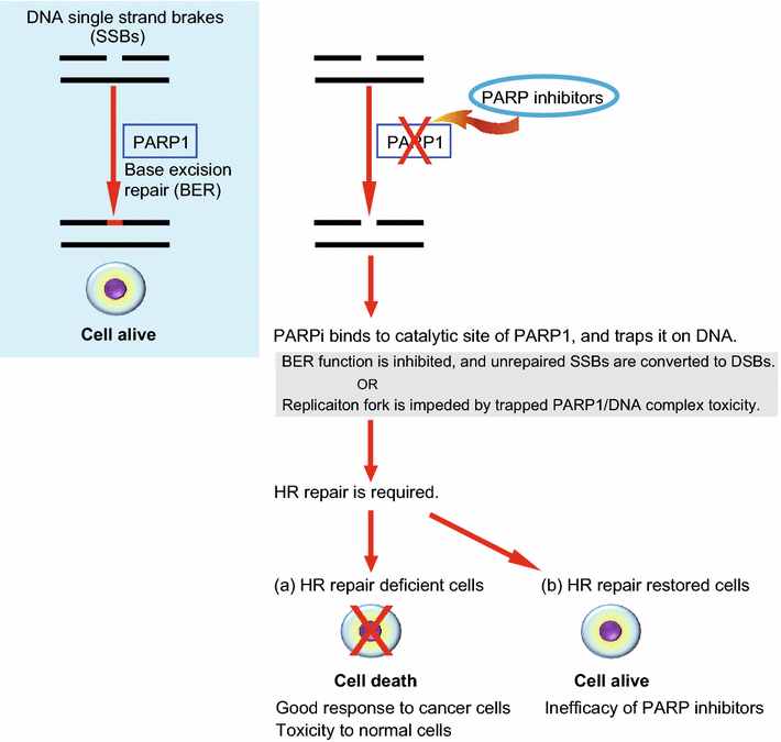 BRCA1 gene: function and deficiency | SpringerLink