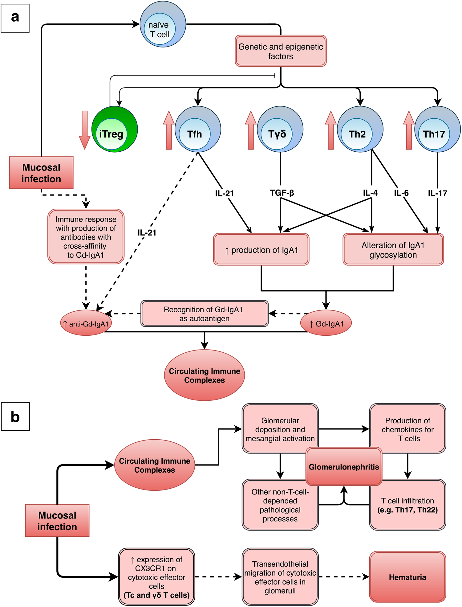 T cells in IgA nephropathy: role in pathogenesis, clinical significance ...