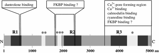 Insect ryanodine receptors: molecular targets for novel pest control ...