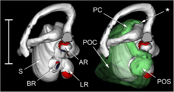 The Frog Inner Ear: Picture Perfect? | SpringerLink